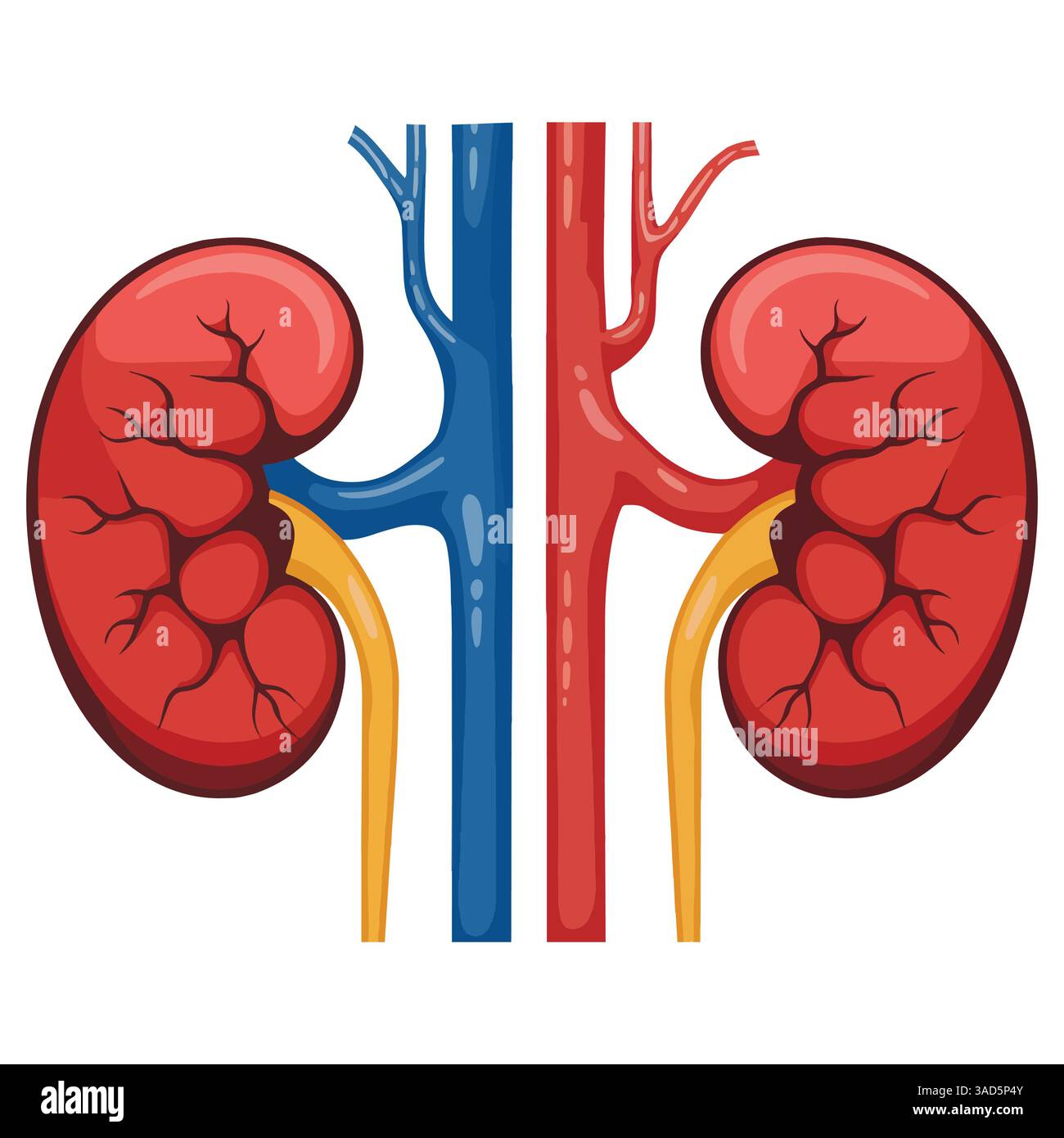 The urinary system anatomy Banque d'images vectorielles - Alamy