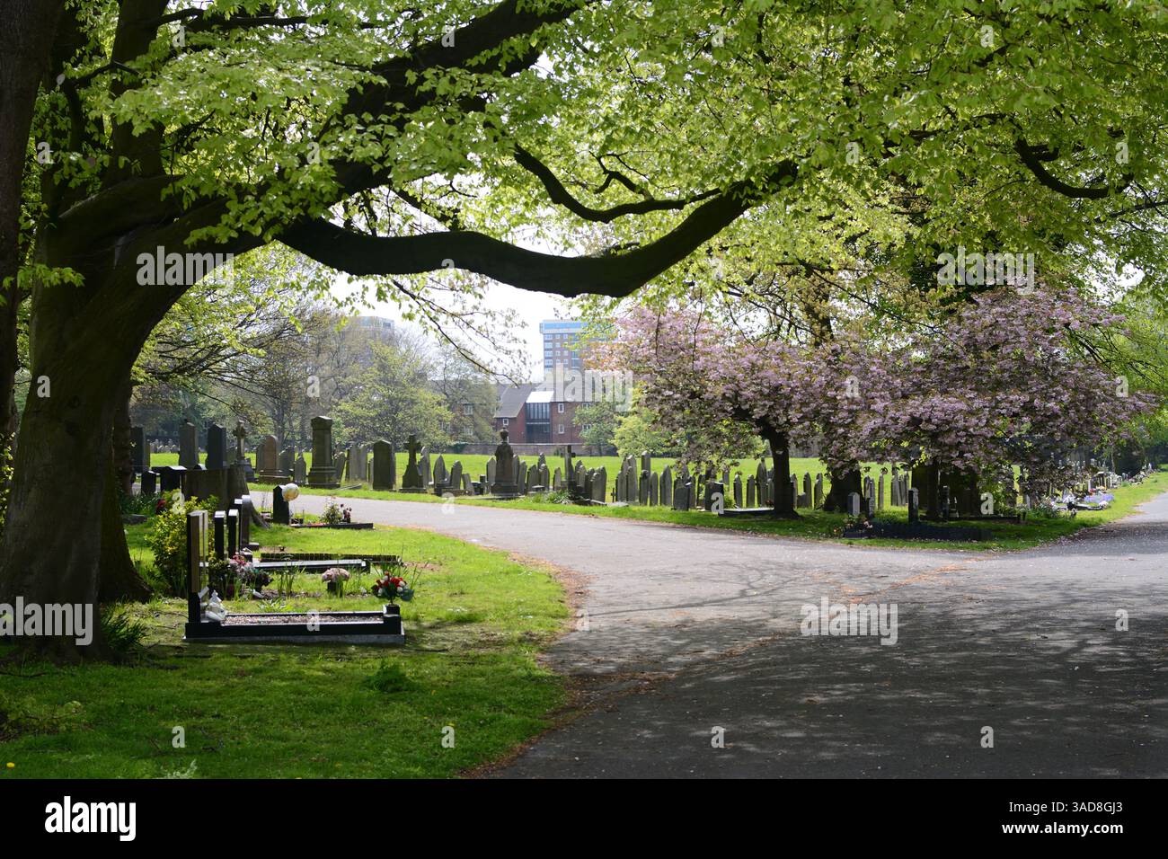 Jardin surplombant un arbre Banque de photographies et d’images à haute ...