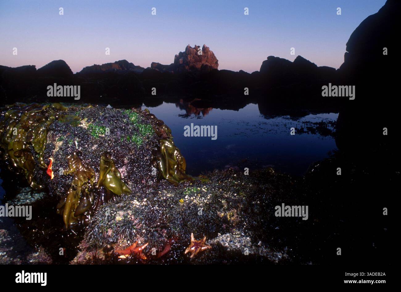 01 juillet 1996 ; Monterey Bay, CA, États-Unis ; Asterina miniata au ...