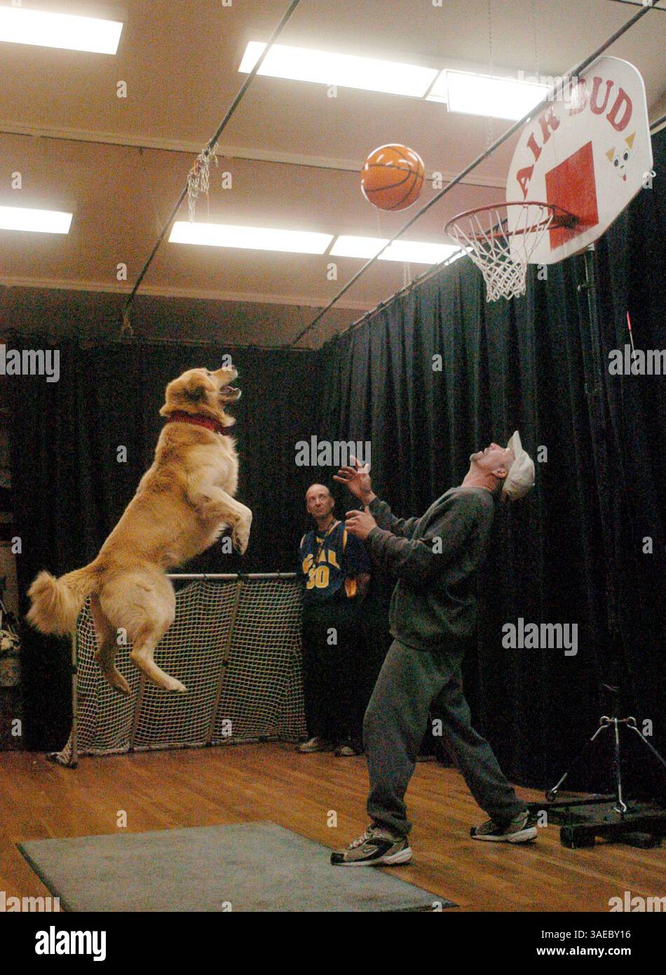 01 mars 2004 ; Belmont, CA, États-Unis ; AIR BUD fait le panier après ...