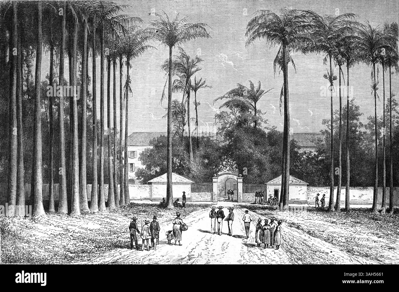 Place des palmistes Banque de photographies et d’images à haute ...