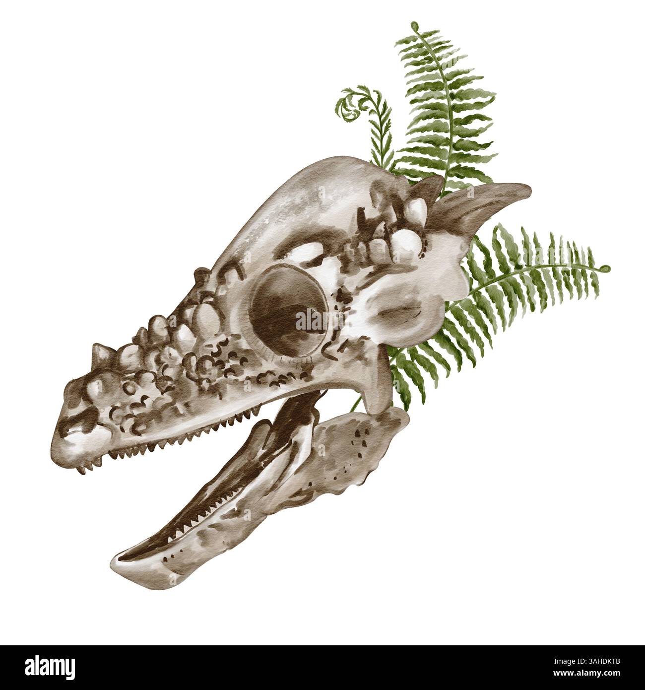 Pachycephalosaurus skeleton Banque d'images détourées - Alamy