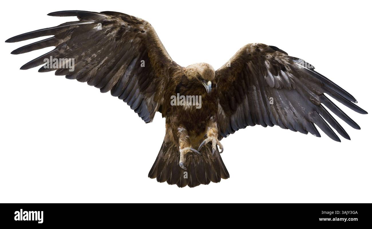 Ailes d'aigle Banque d'images détourées - Alamy