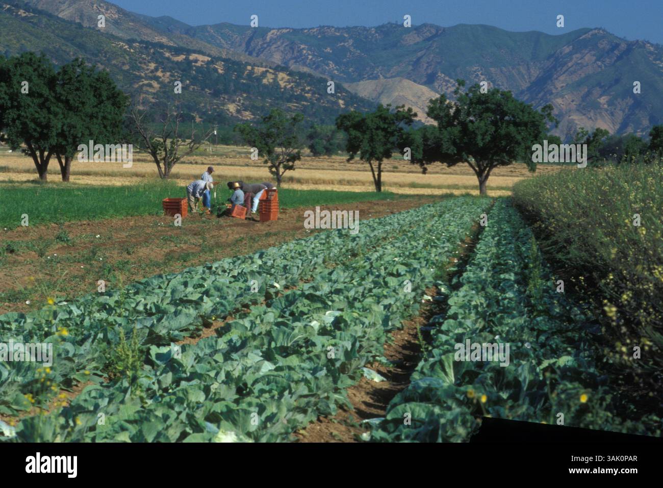 01 juin 2003 - Guinda, CA, USA - PHOTO : Full Belly Farm, une grande ...