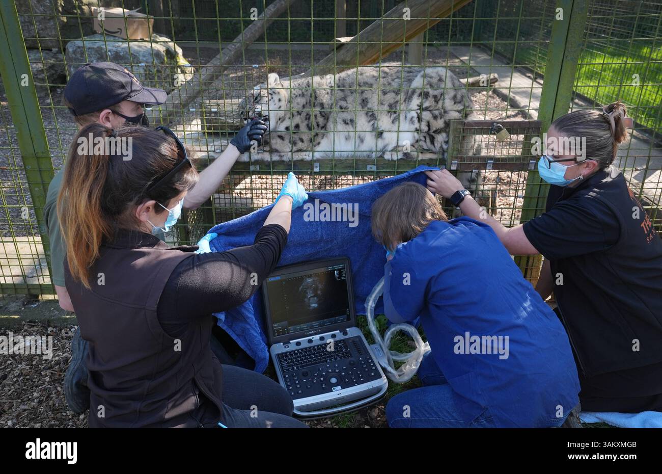 Laila, un léopard des neiges au Big Cat Sanctuary à Smarden, Kent, est ...