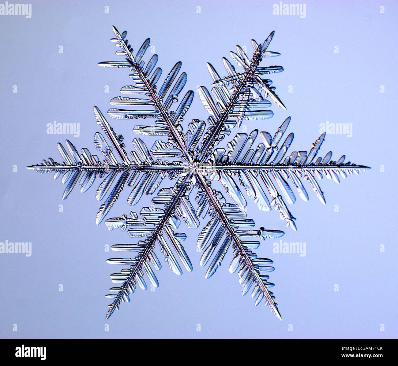 Dendrites stellaires Banque de photographies et d’images à haute ...