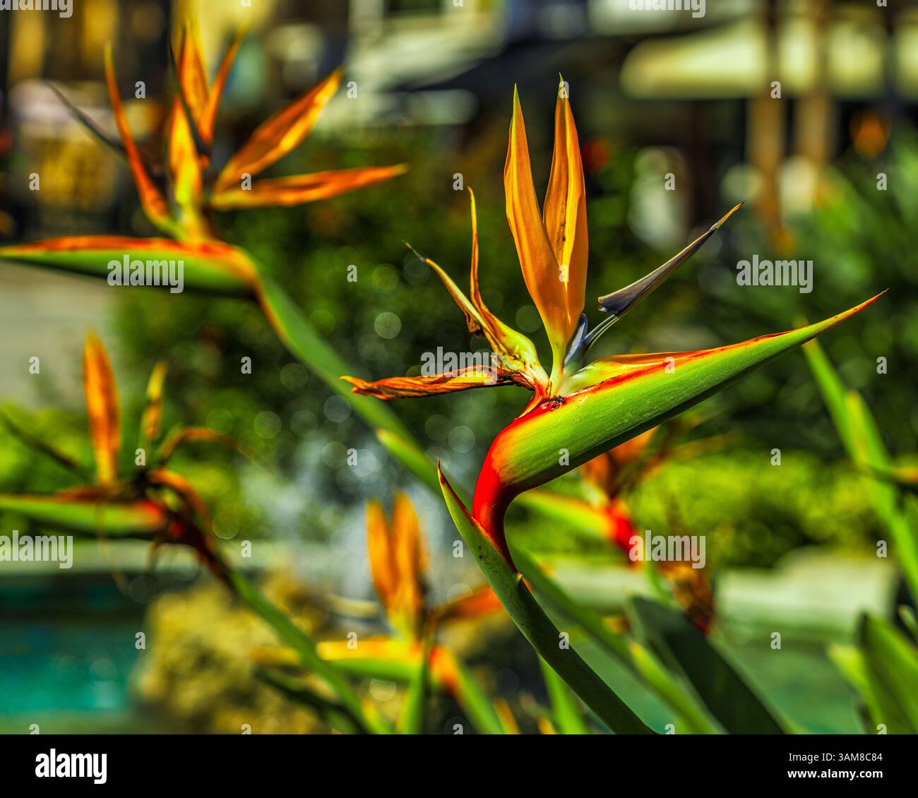 Strelitziaceae family Banque de photographies et d’images à haute ...