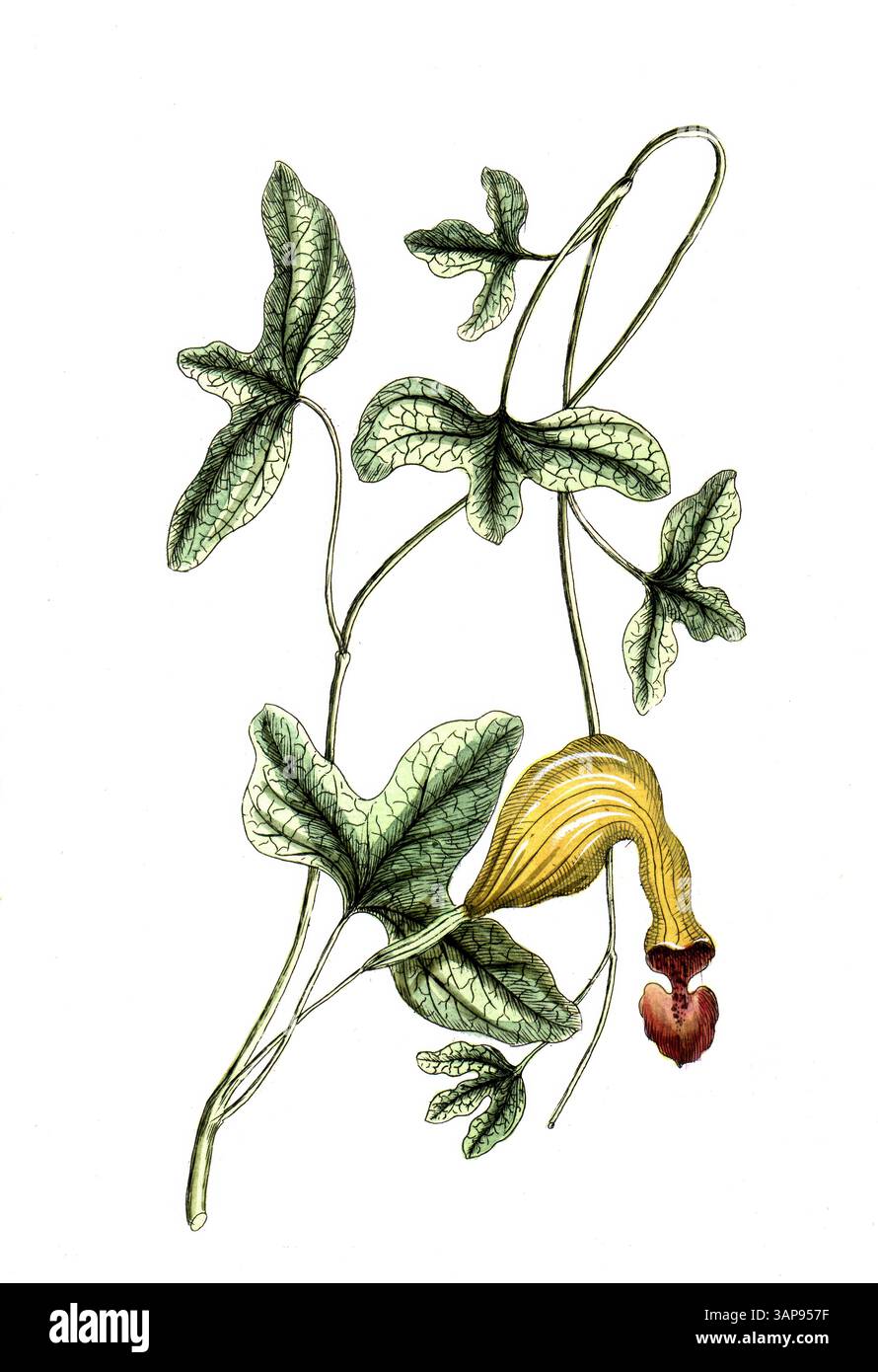 Bejuco de santiago Banque de photographies et d’images à haute ...