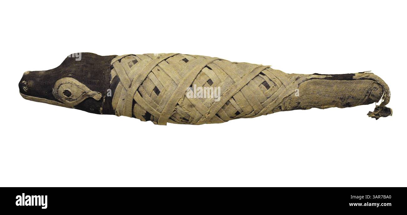 Momie de crocodile, animal symbolique du Dieu Sobek qui incarnait le ...