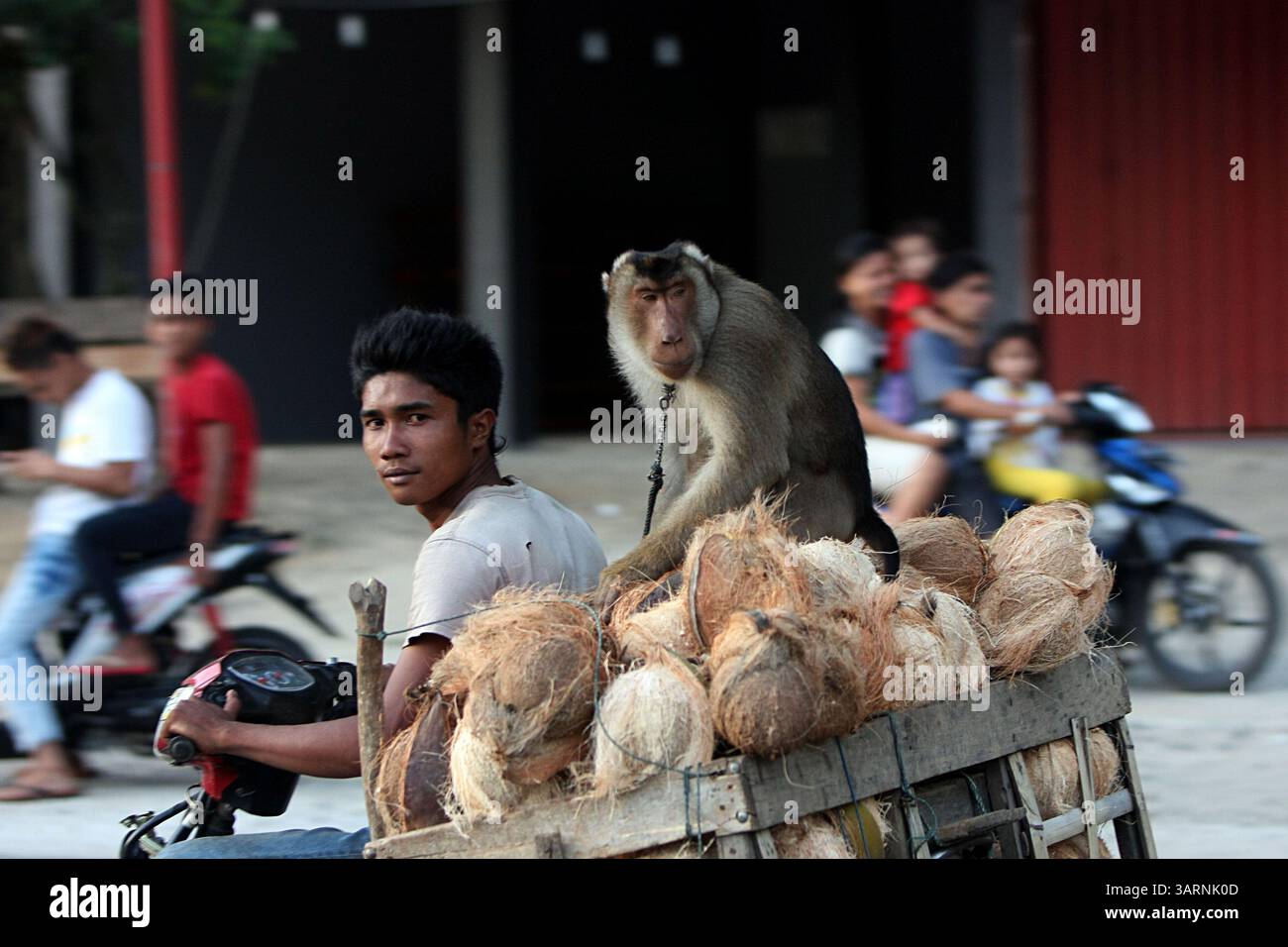 05 juin 2013 - Sawah Lunto, Sumatra Ouest, Indonésie - Un homme monte ...