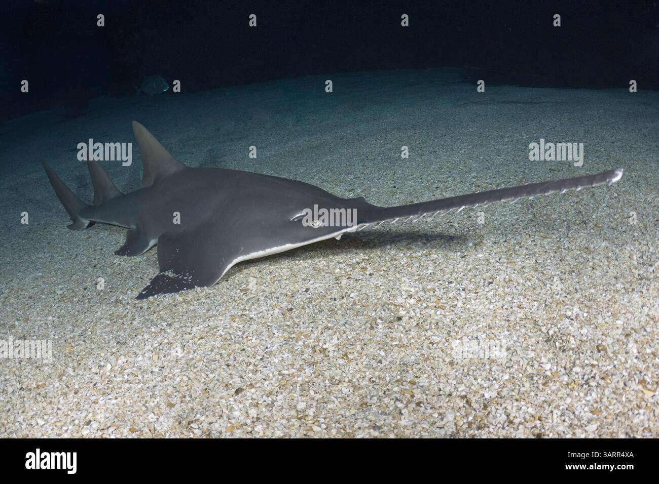 Largetooth sawfish pristis microdon Banque de photographies et d’images ...