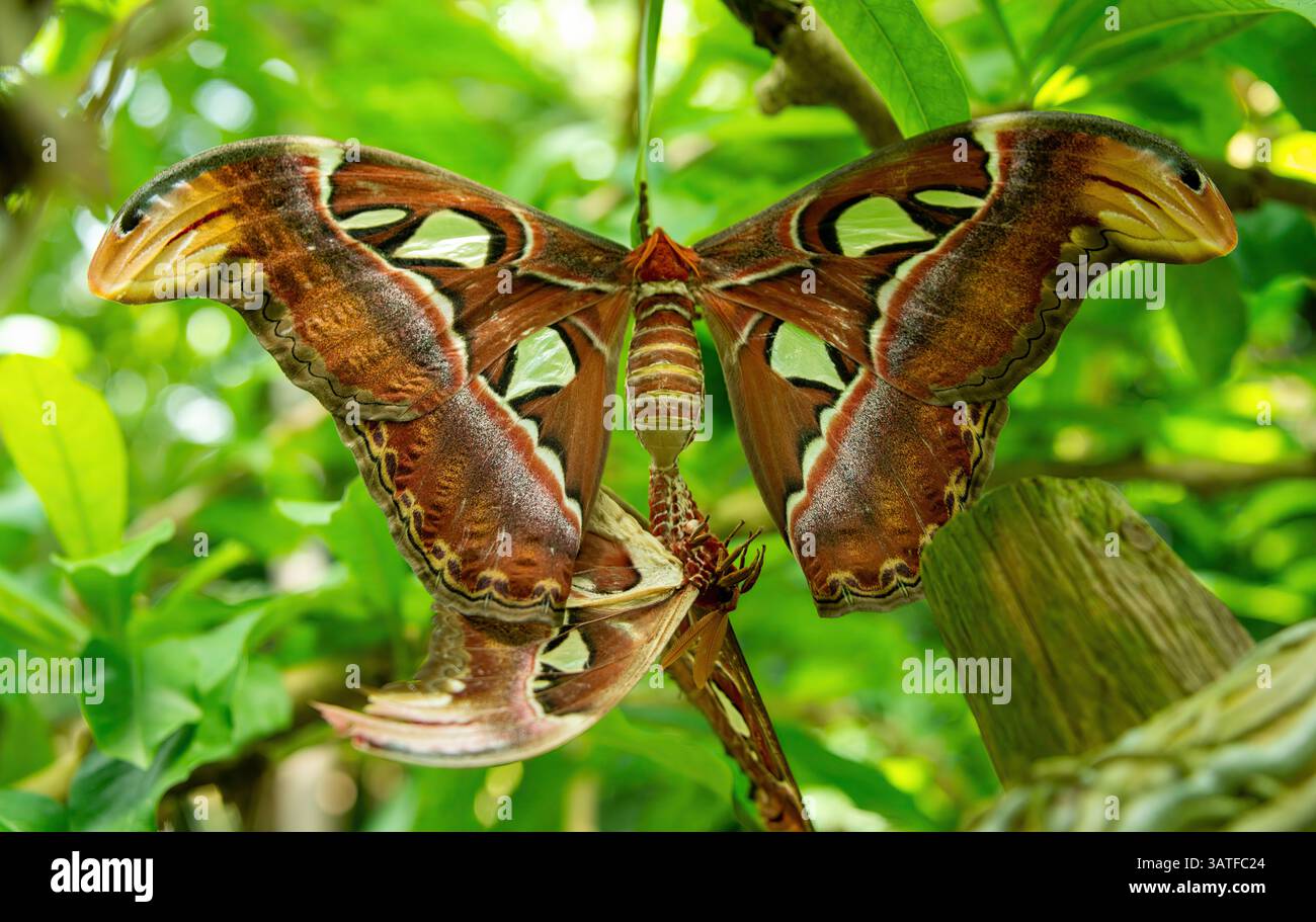 Papillon géant de l'atlas Banque de photographies et d’images à haute ...
