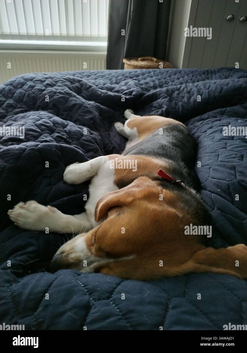 Chien qui dort sur le lit Banque de photographies et d’images à haute ...