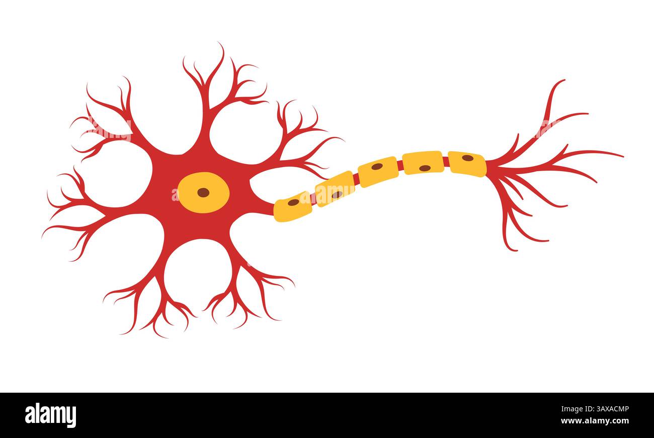 Récepteur de neurotransmetteur Banque d'images vectorielles - Alamy