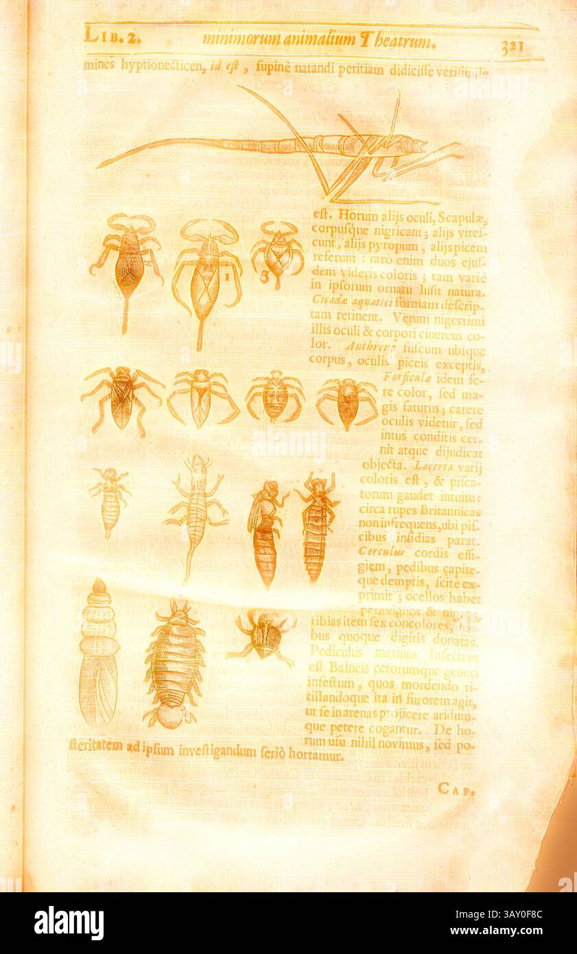 Une page antique présentant des illustrations détaillées de divers ...