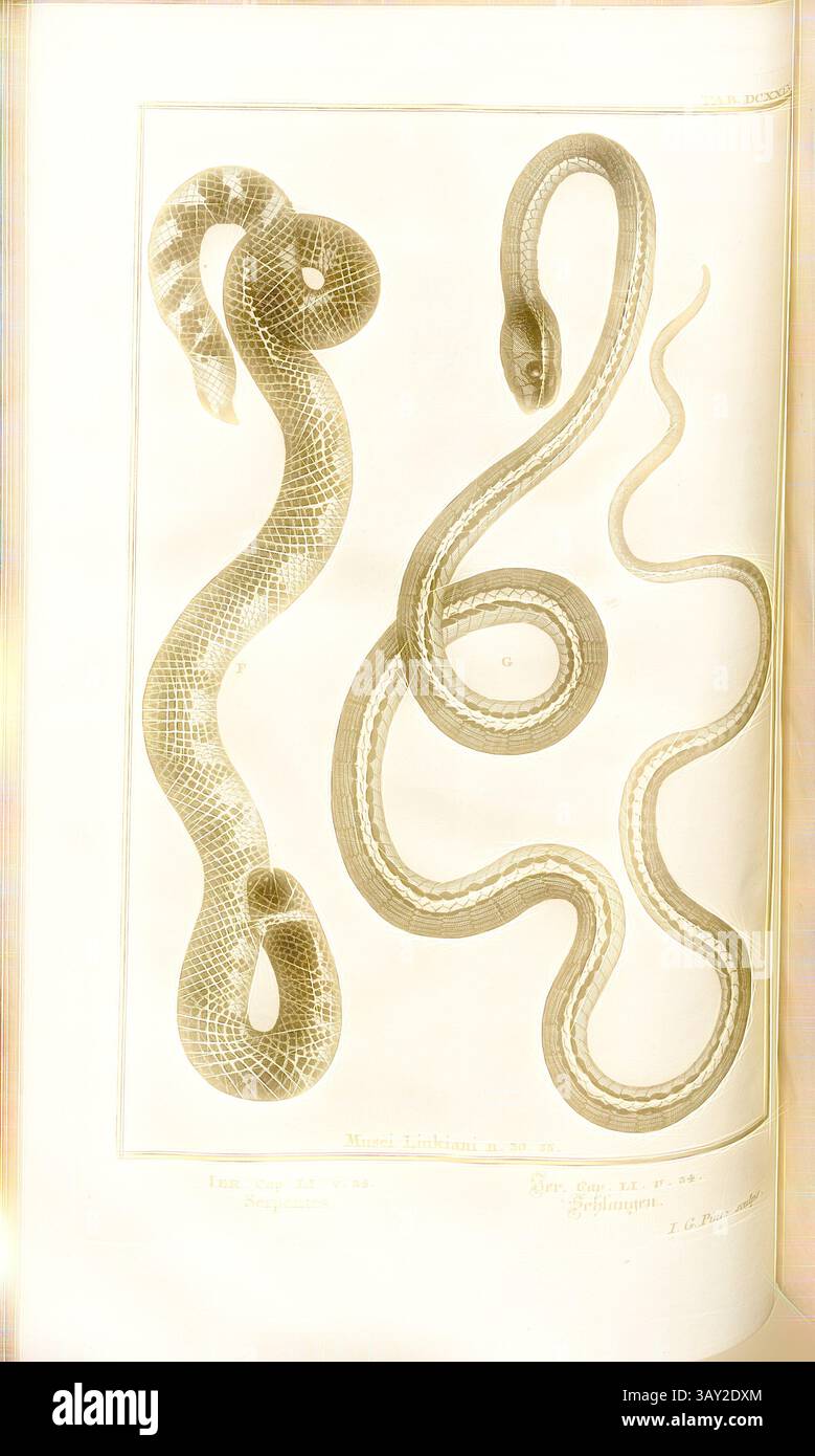 Une illustration détaillée représentant deux types de serpents, mettant ...