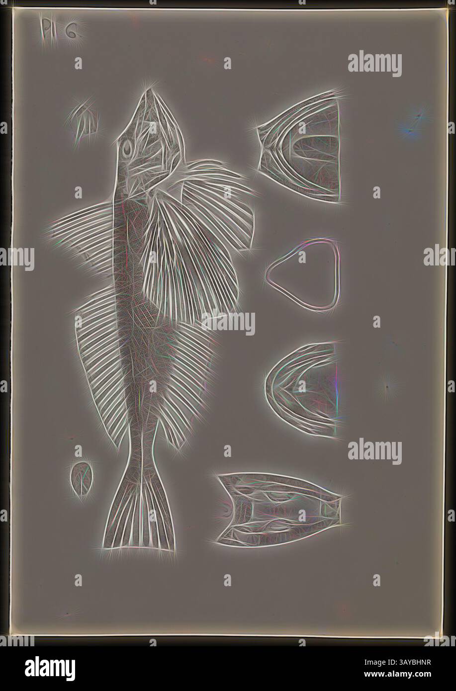 Une représentation artistique d'un poisson, mettant en valeur sa ...