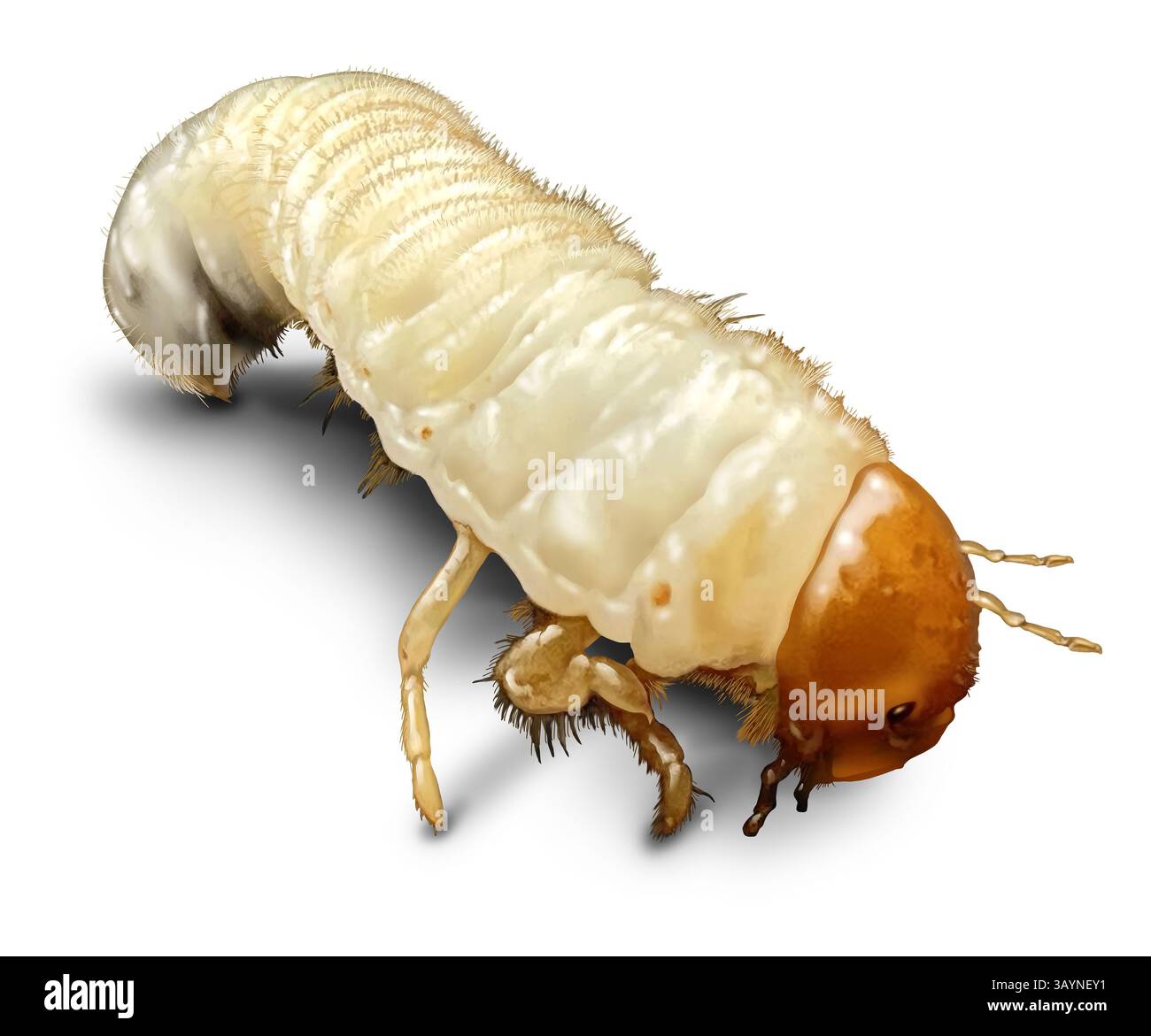 Larve de coléoptère Banque d'images détourées - Alamy