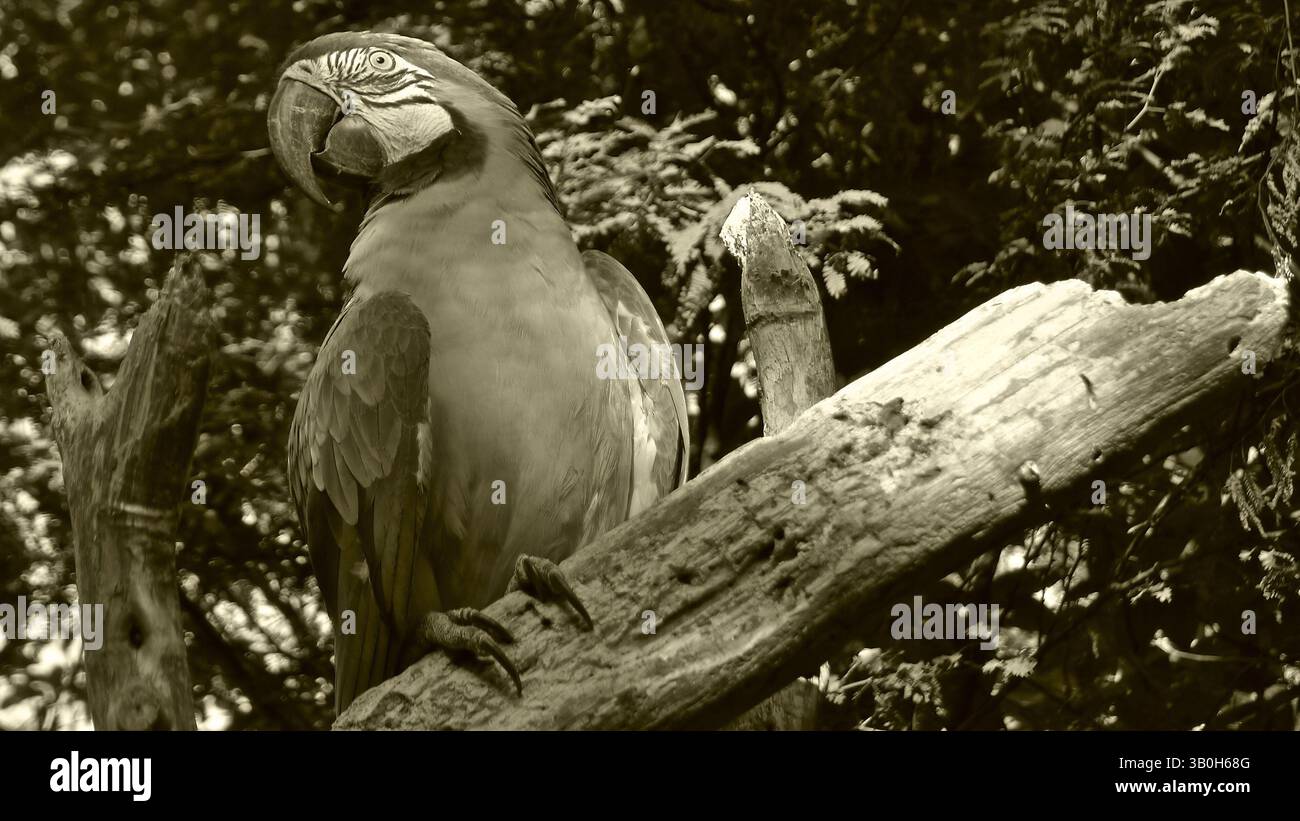 05 août 2010 - Guayaquil, Équateur - perroquets au parc historique de Guayaquil. Guayaquil ...