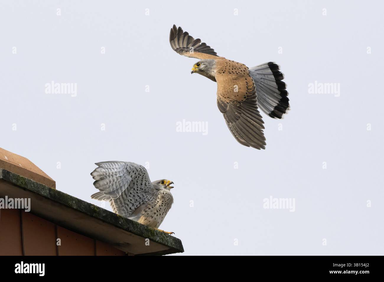 Attaque d'un faucon de tour mâle (Falco tinnunculus) sur un deuxième ...