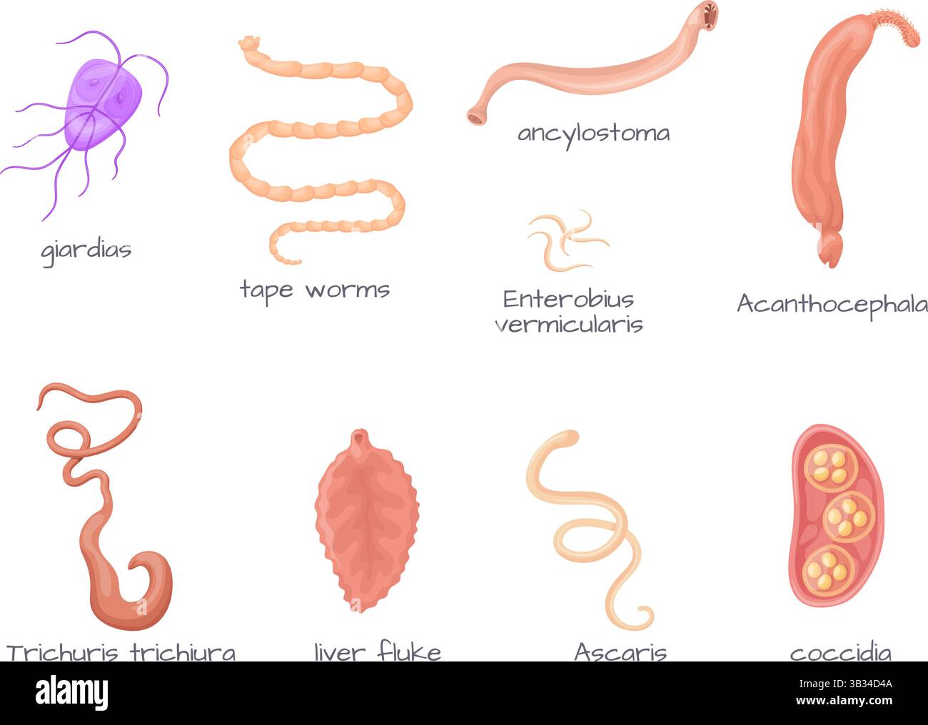Parasites humains. Anatomie parasitaire intestinale, parasite type ...