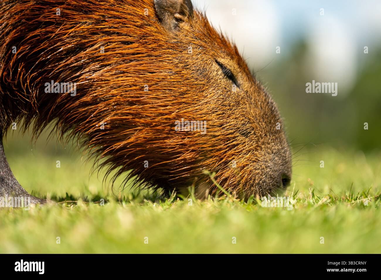 Capybara eating Banque de photographies et d’images à haute résolution ...