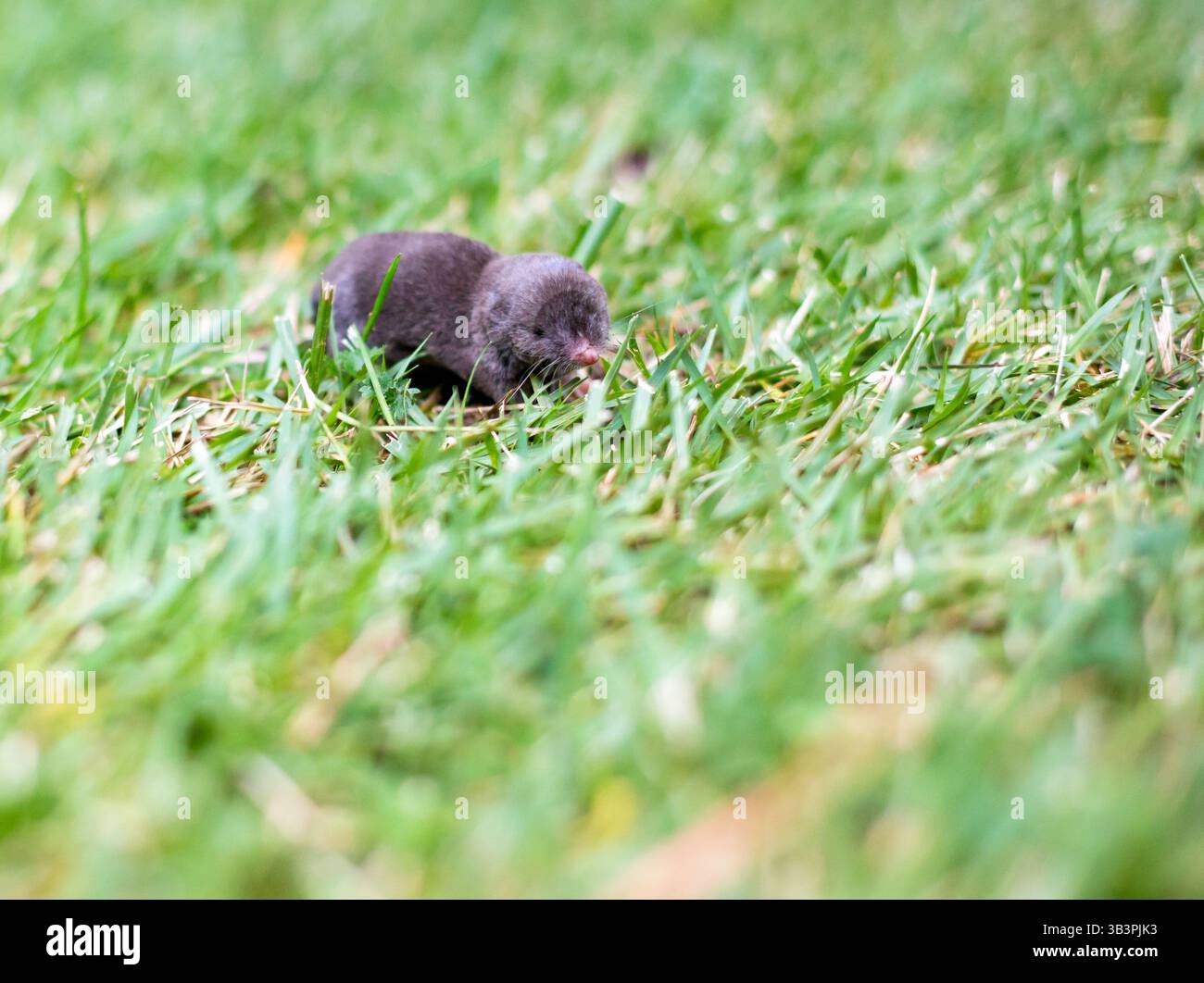 Cryptotis parva Banque de photographies et d’images à haute résolution ...