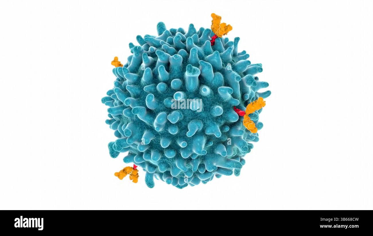 Structure de les lymphocytes b Banque de photographies et d’images à ...