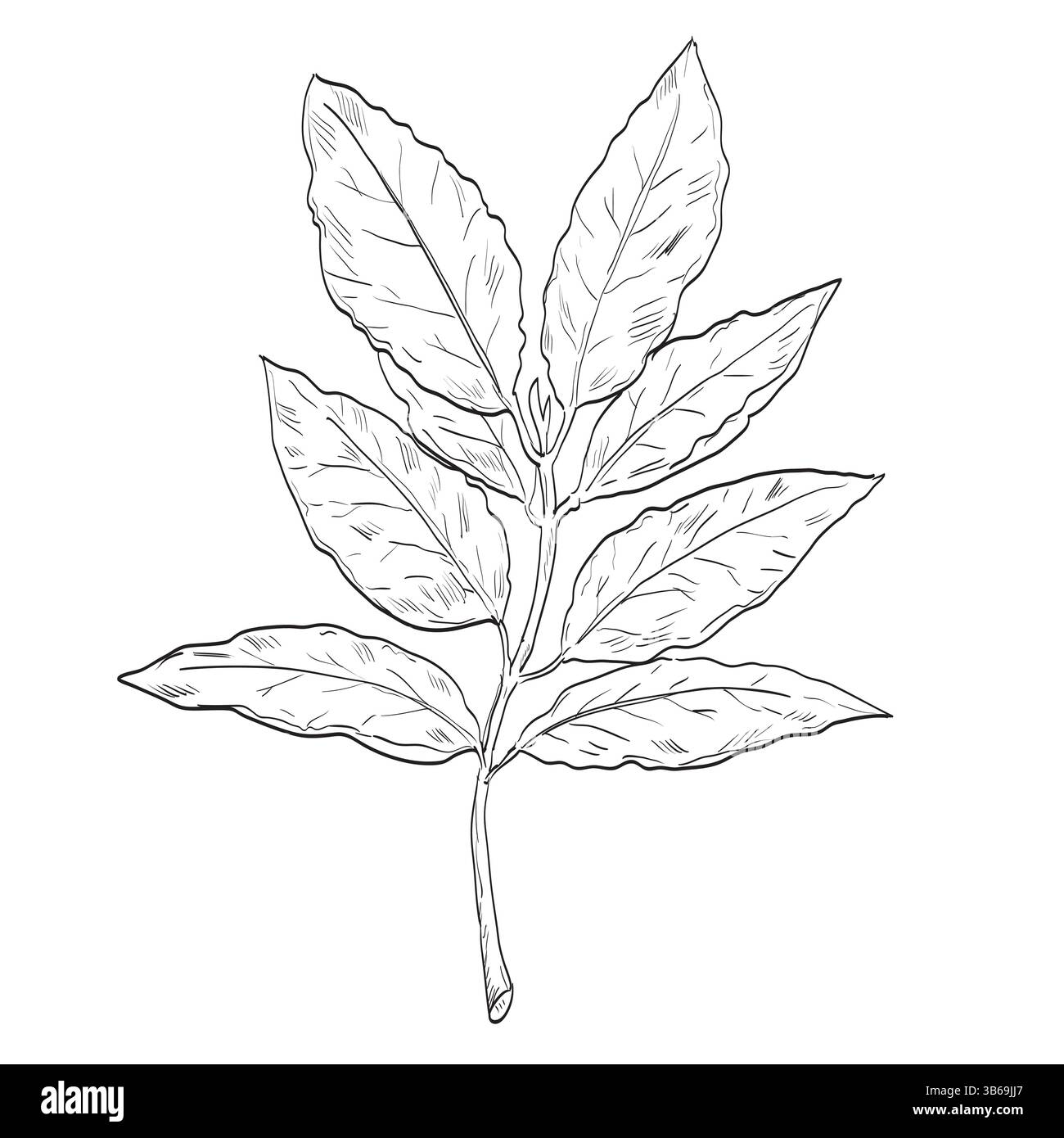 Laurier laurier en fleur Banque d'images vectorielles - Alamy