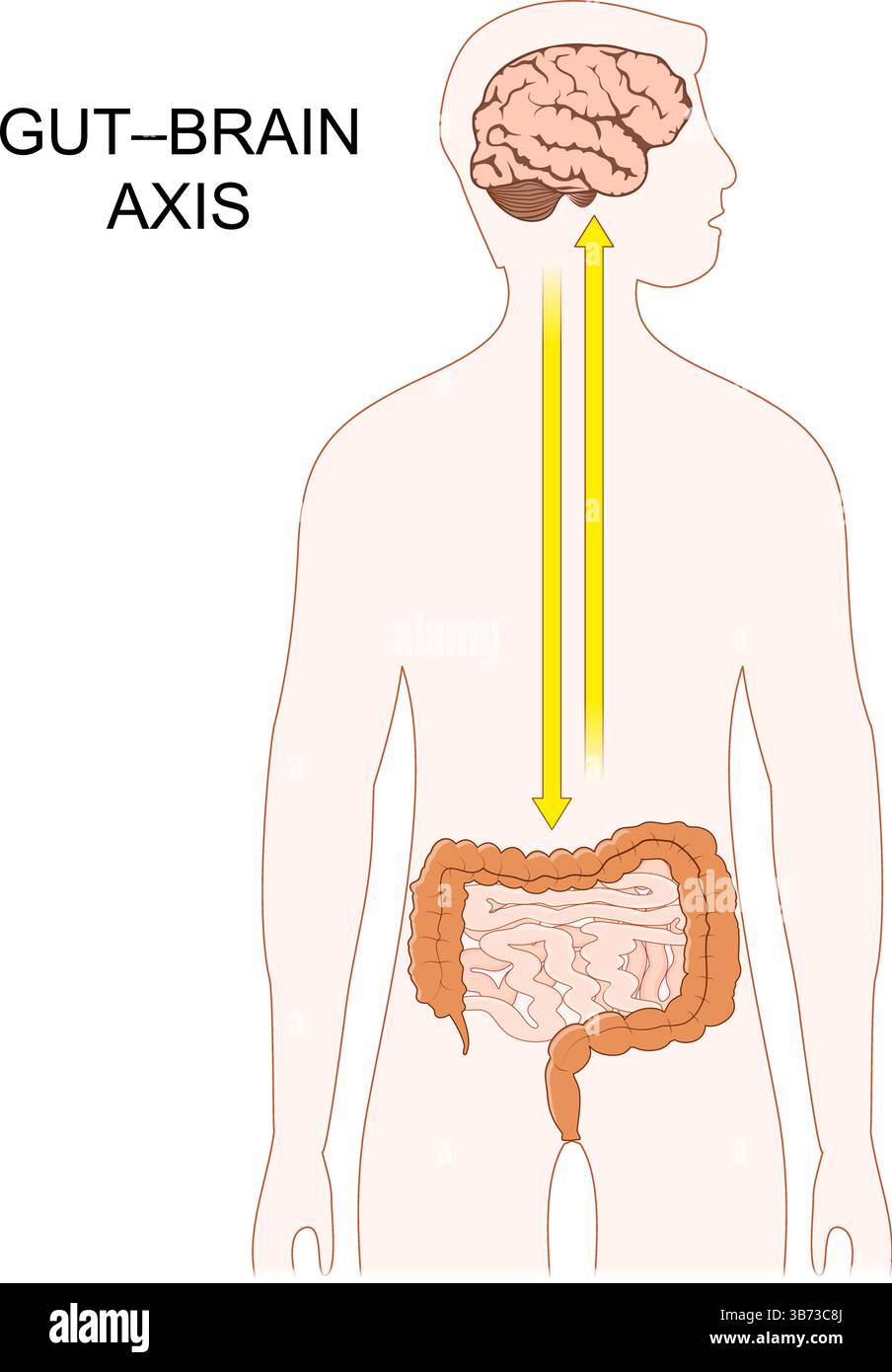 Axe intestin-cerveau. Corps humain avec la signalisation biochimique ...