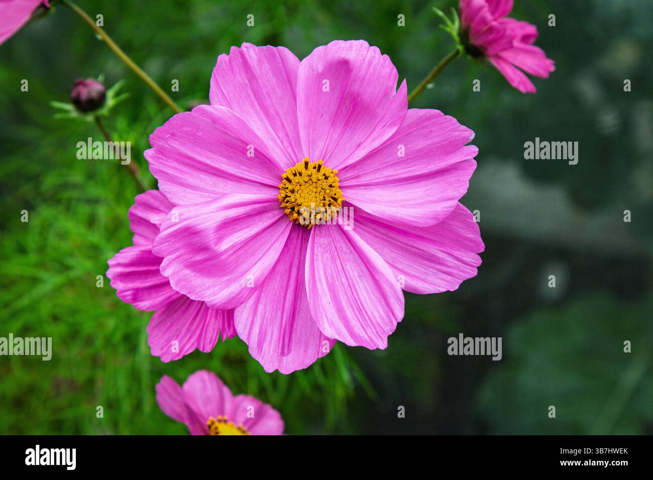Cosmos blossom Banque de photographies et d’images à haute résolution ...