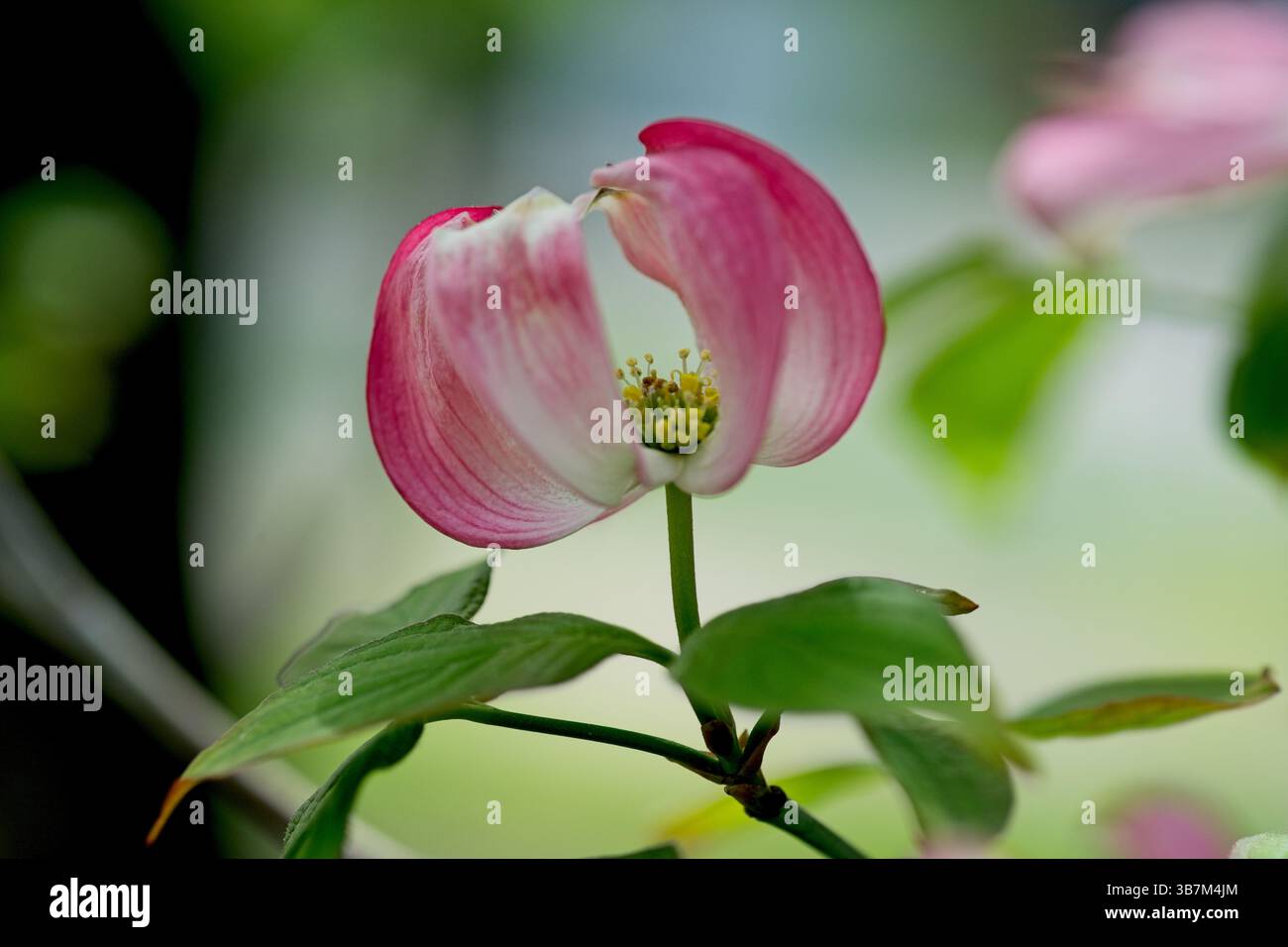 Cornus florida flowering Banque de photographies et d’images à haute ...