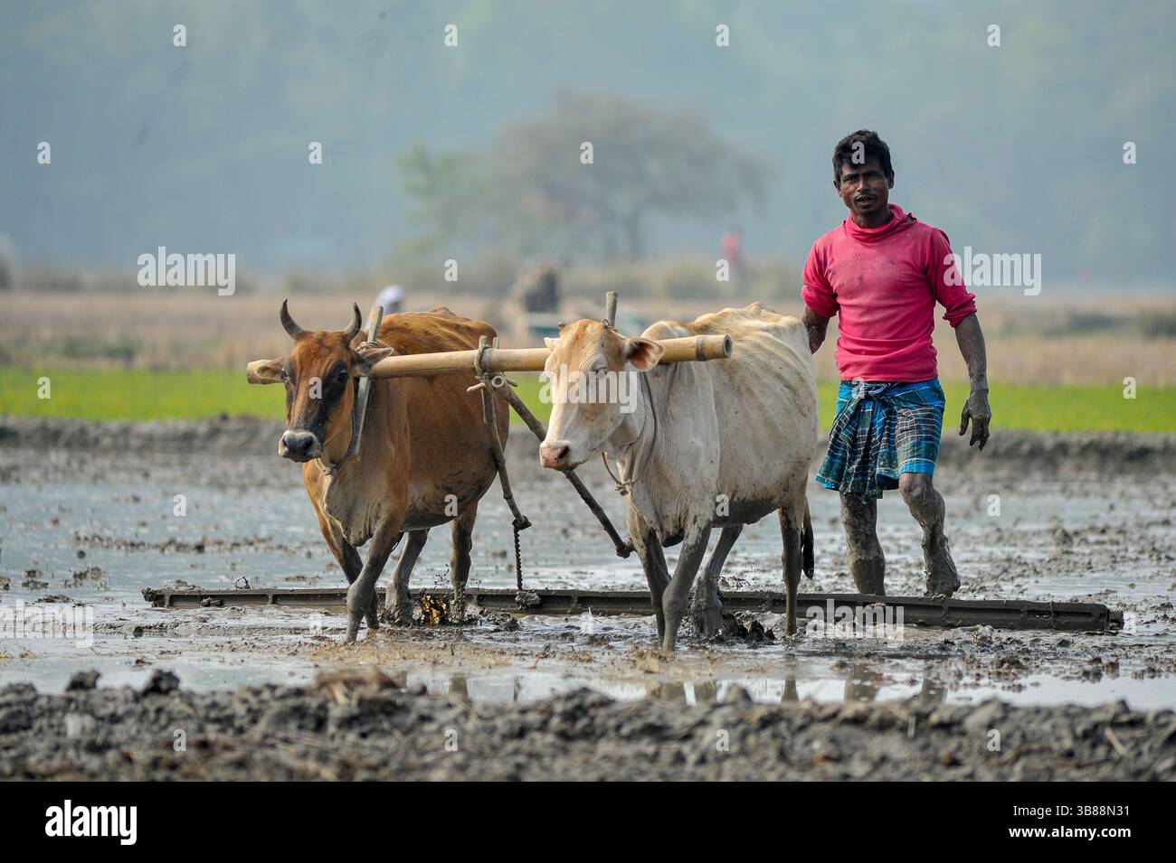21 janvier 2024 : dans la région de Salutikar à Guainghat upazila à ...