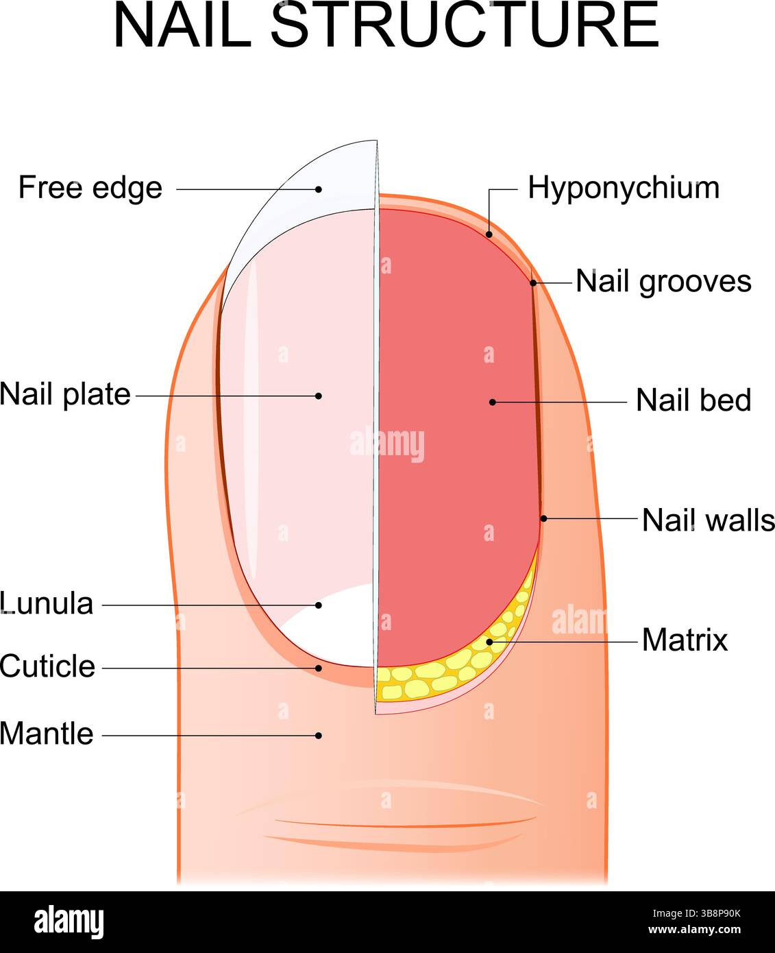 Anatomie unguéale. Structure d'ongle. Tutoriels, matériel d'étude pour ...