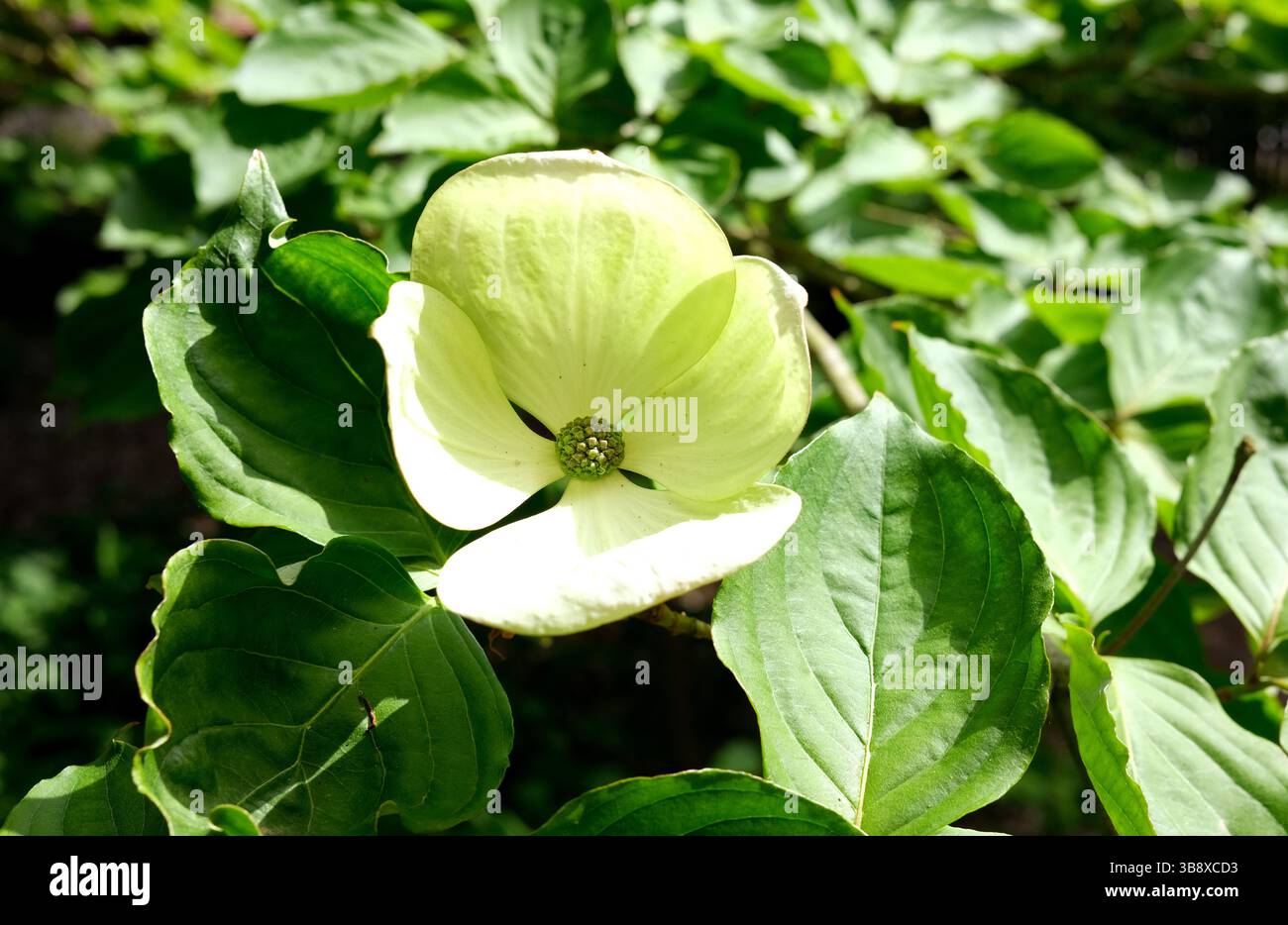 Cornus kousa 'venus' Banque de photographies et d’images à haute ...