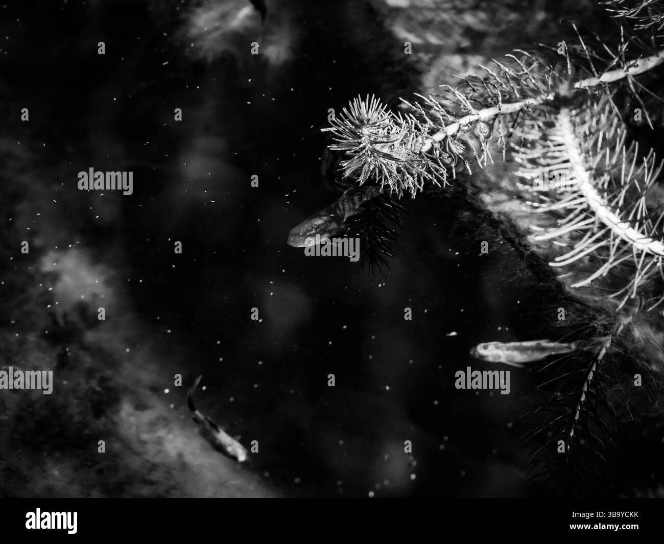 Poissons d'étang Banque d'images noir et blanc - Alamy