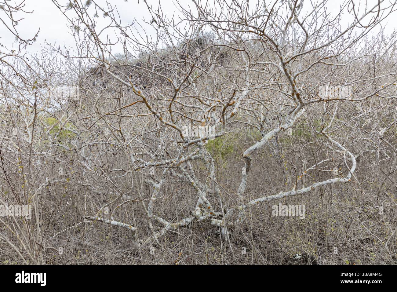 Cazahuate ou tree morning glory ipomoea arborescens Banque de ...