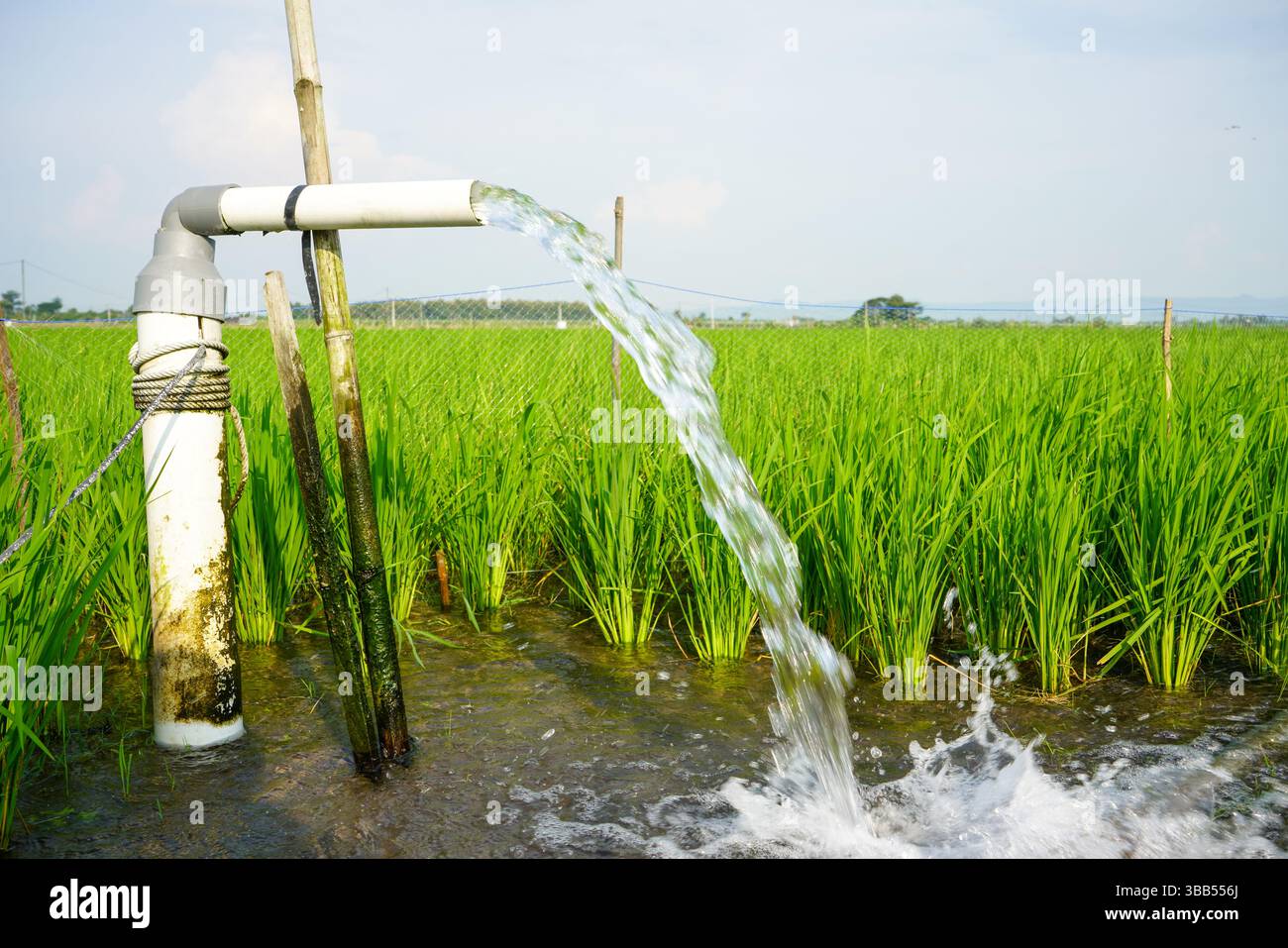 Irrigation des champs de riz à l'aide de puits à pompe avec la ...