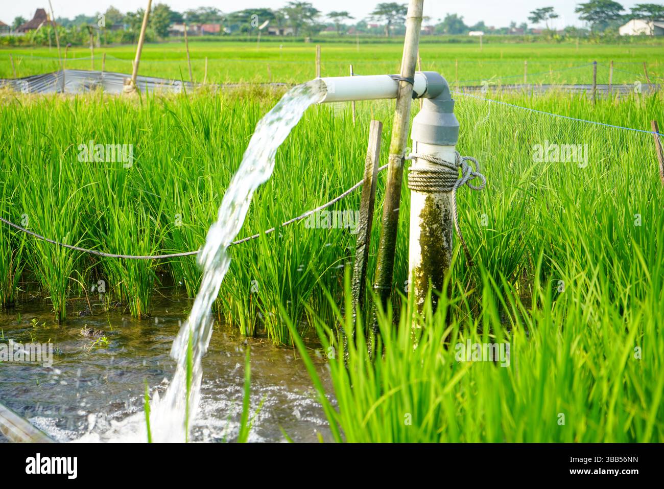 Irrigation des champs de riz à l'aide de puits à pompe avec la ...