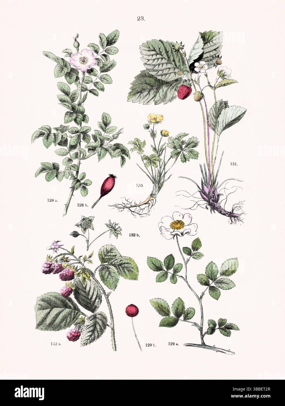 Rubus idaeus ancienne illustration Banque de photographies et d’images ...