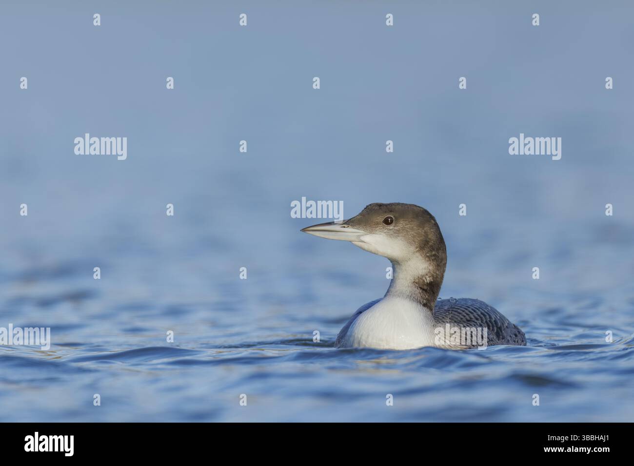 Common loons gavia immer are large Banque de photographies et d’images ...