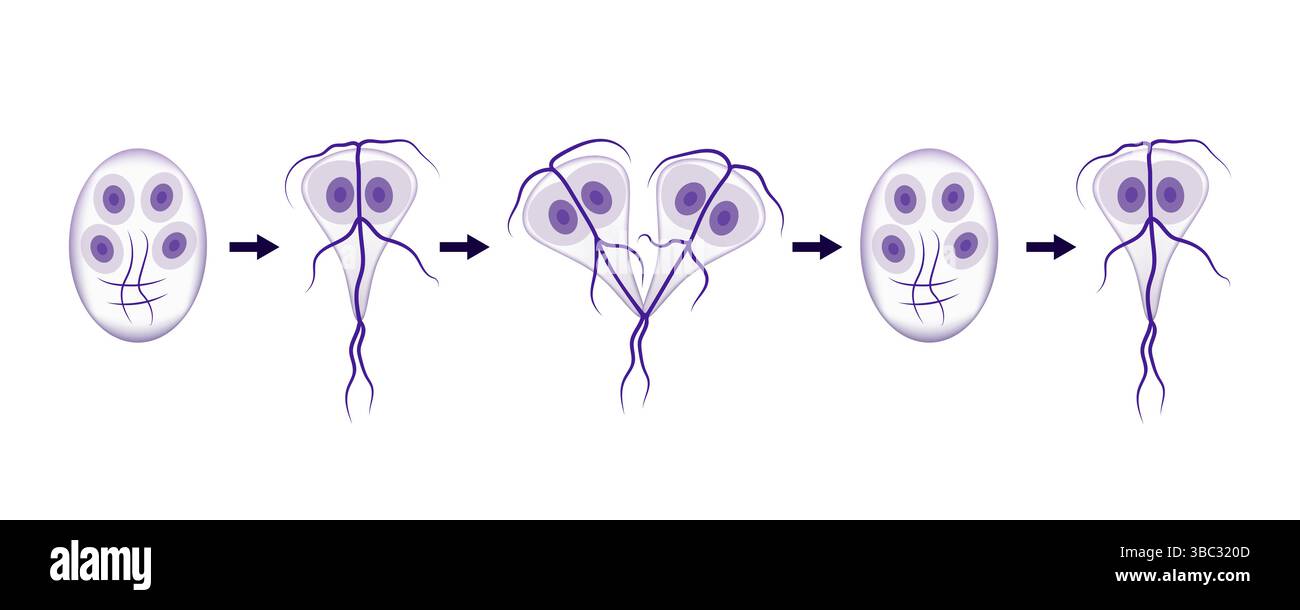 Giardia cycle de vie montrant différents stades du parasite, du kyste ...