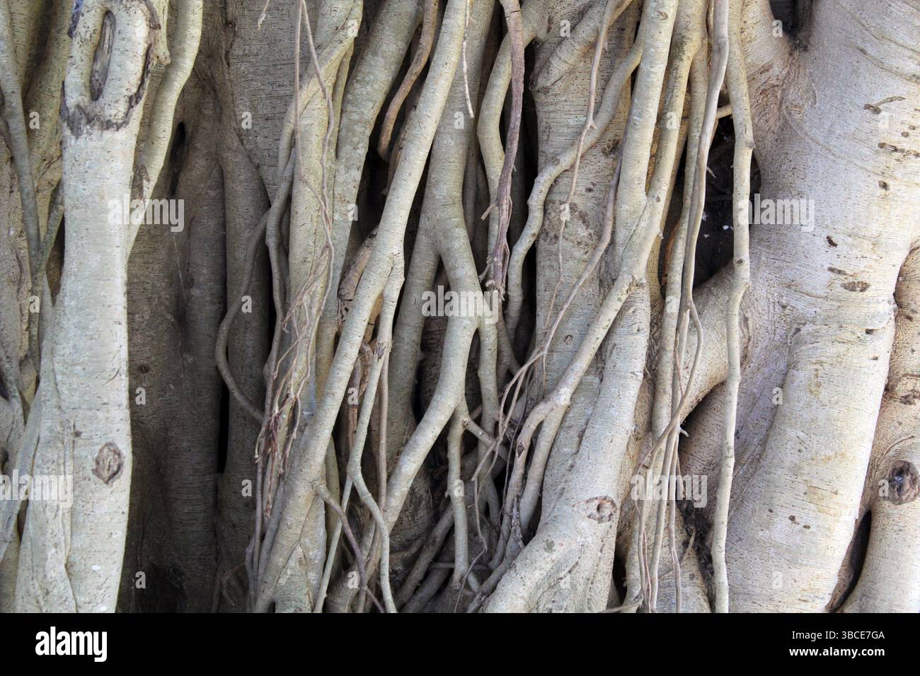 Racine de figuier Banque de photographies et d’images à haute ...