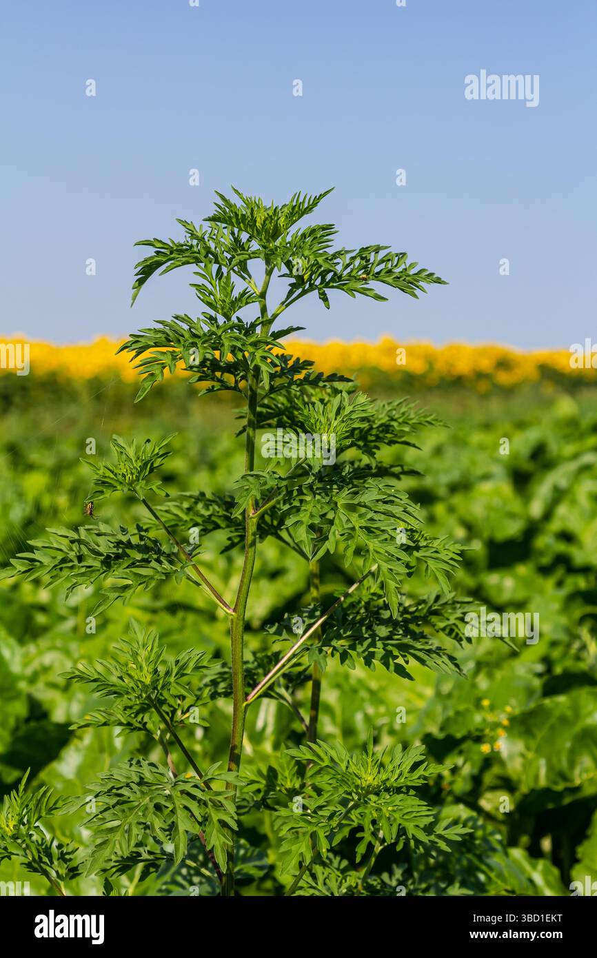 Artemisia vulgaris fleur d'allergène d'armoise commune Photo Stock - Alamy