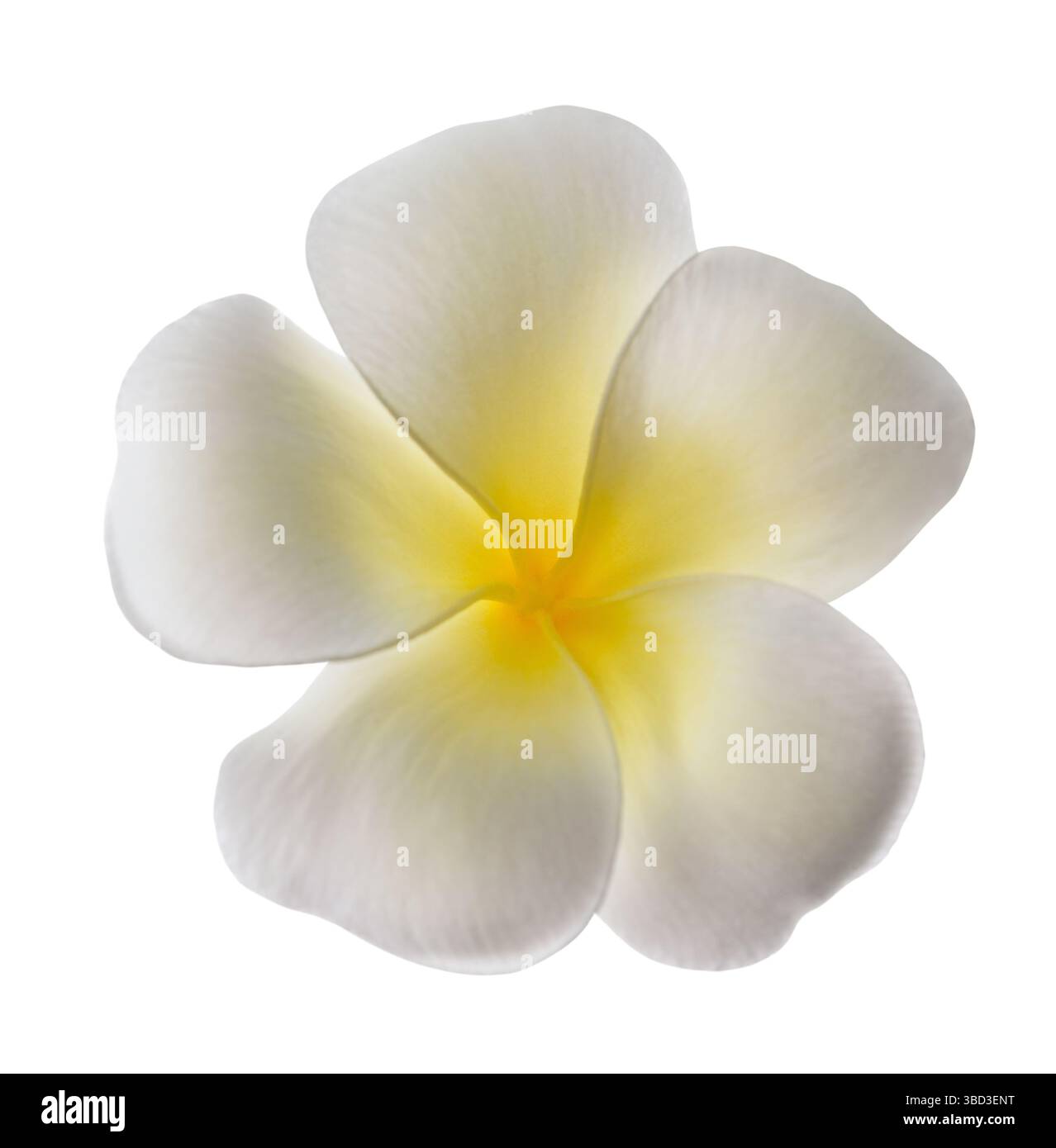 Nosegay tree Banque de photographies et d’images à haute résolution - Alamy