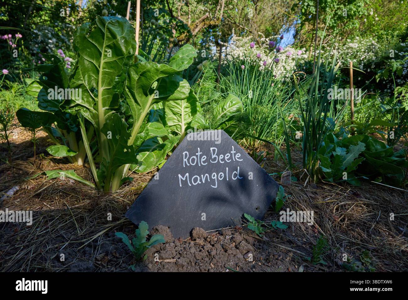 Garten Gemueseanbau Mischkultur Gemuesebeet mit Mischkultur aus Rote ...