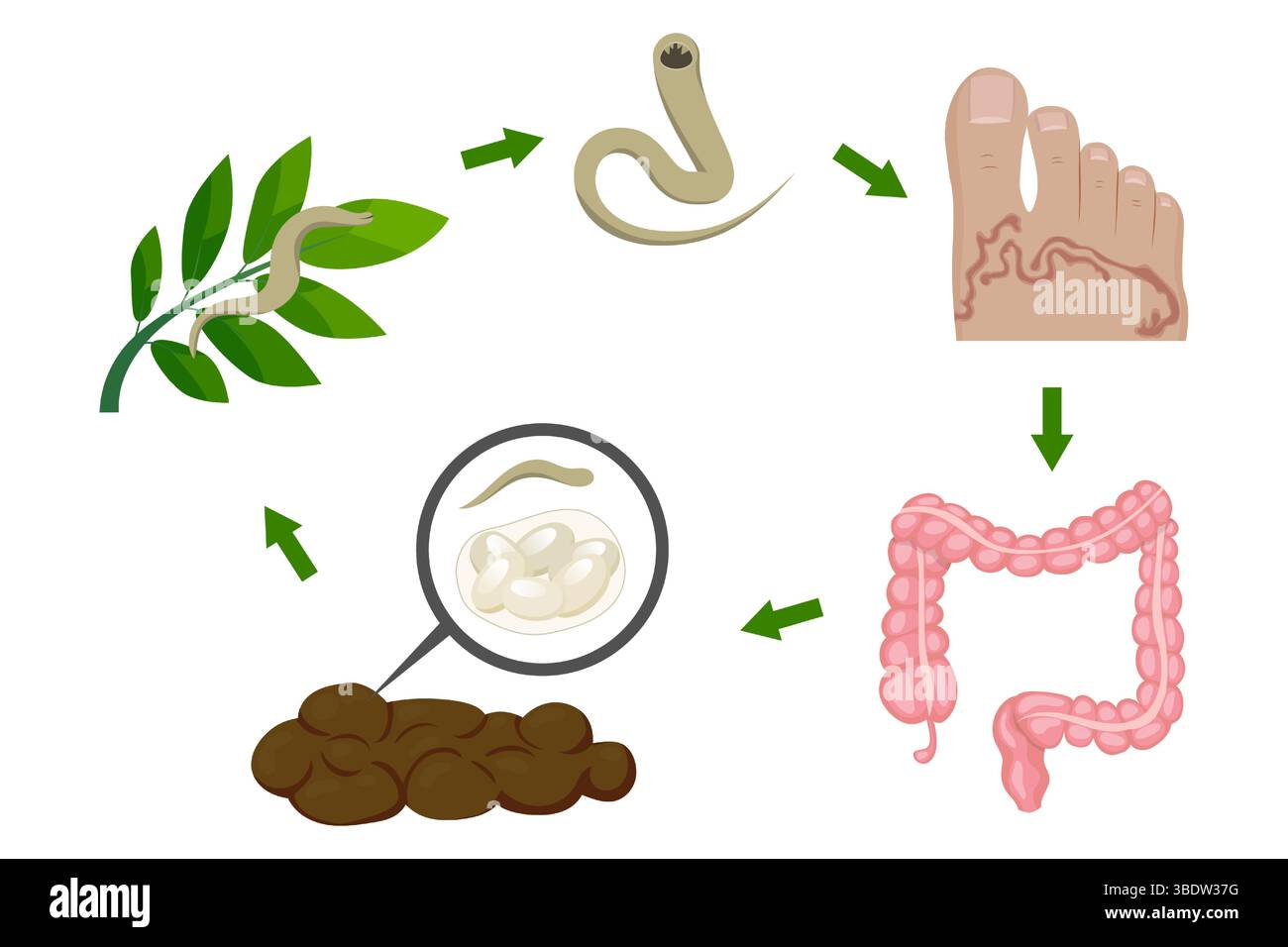 Infographie illustrant le cycle de vie de l'ankylostome, détaillant les ...