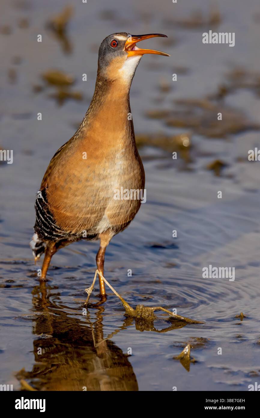 Virginia rail Banque de photographies et d’images à haute résolution ...