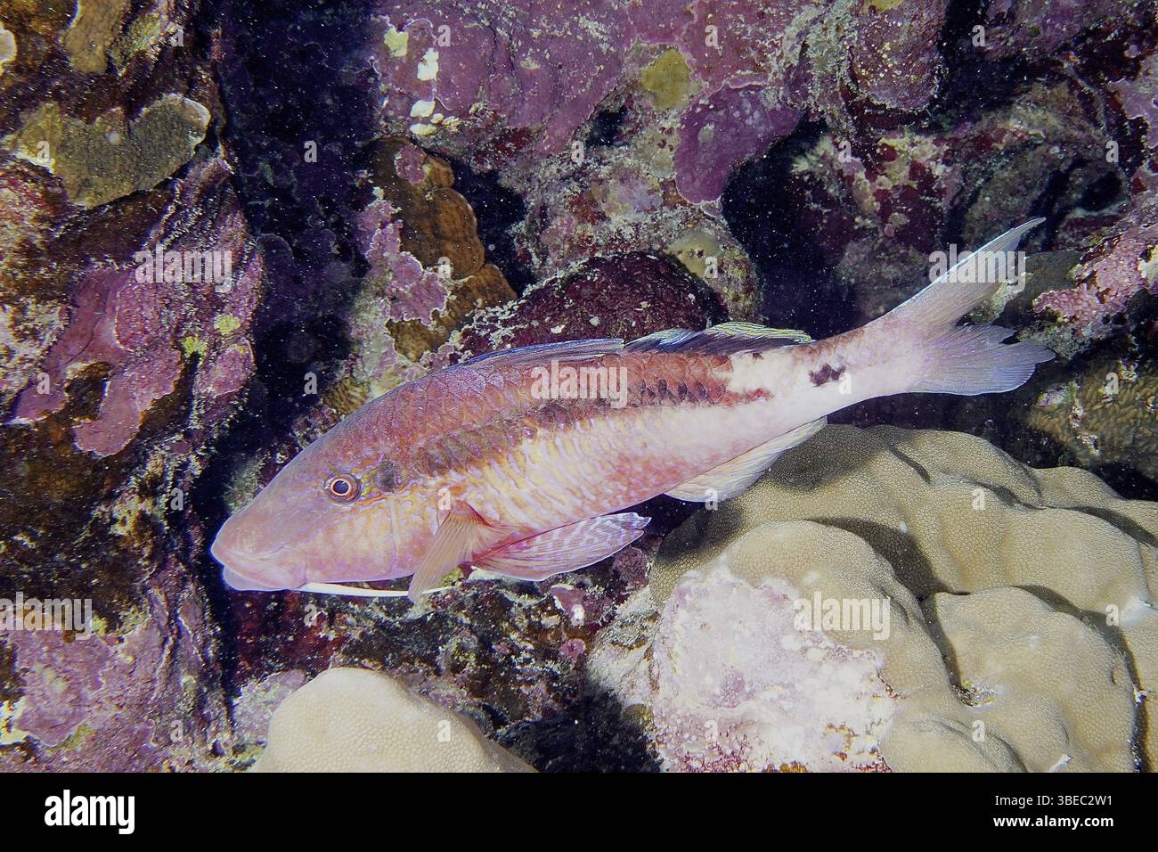 Africa freshwater fish Banque de photographies et d’images à haute ...