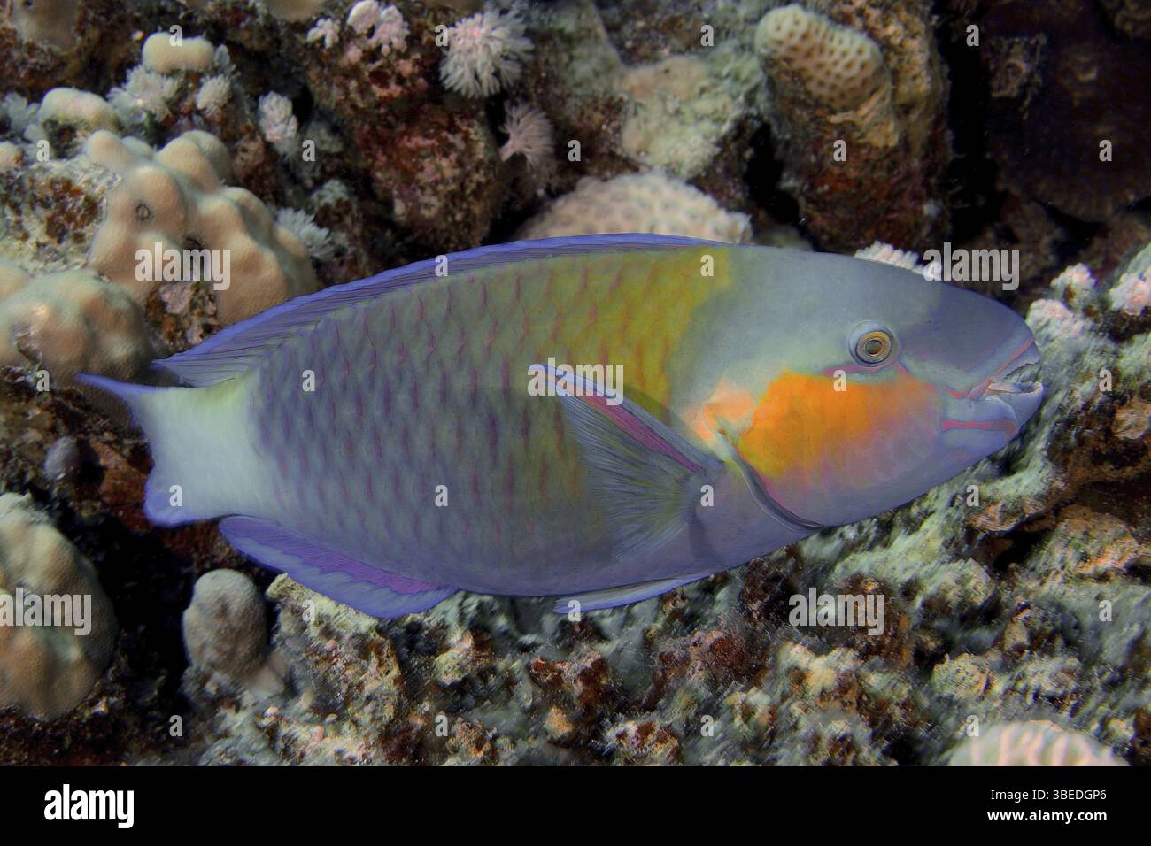 Poissons perroquets scaridae Banque de photographies et d’images à ...